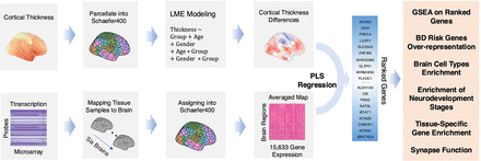 Genetic and neuroanatomical correlates of bipolar disorder in high-risk ...